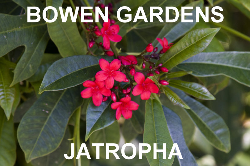 2009AGTHighlightedPlants