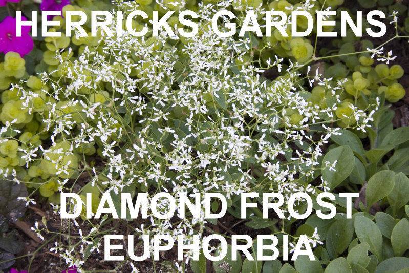 2009AGTHighlightedPlants3