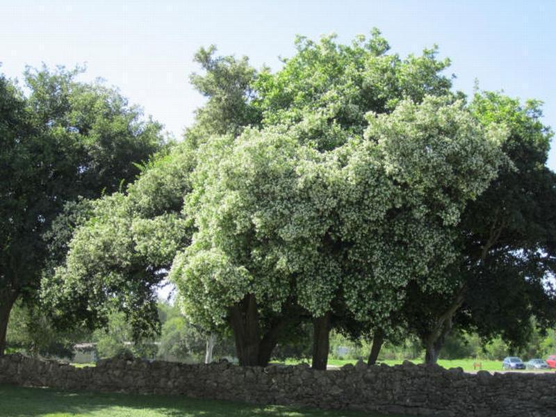 Victoria County Master Gardener Association - 2014 Feb 28
